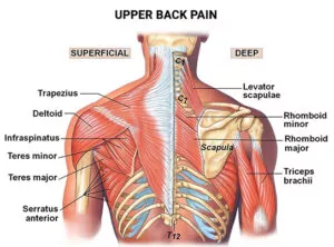 7 Possible Causes of Pain Under Your Shoulder Blade - NJ's Top Orthopedic Spine & Pain ...